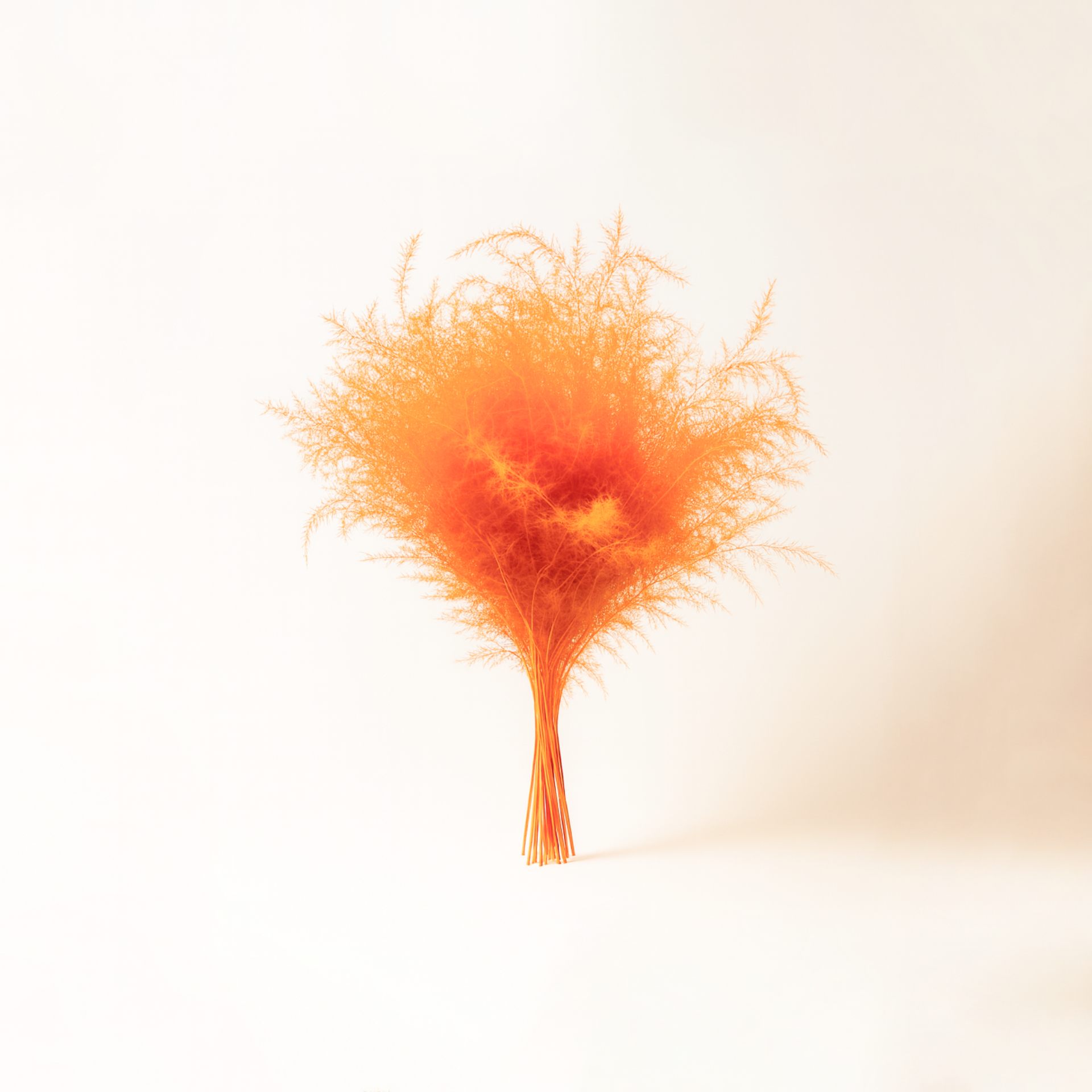 Dried Flowers – Natural Asparagus Plumosus Decorative | ZESO Blooms